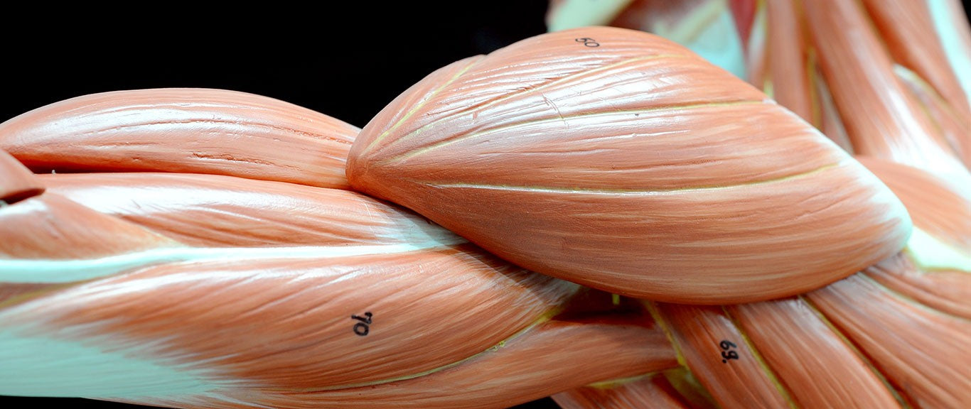 Amino Acids for Optimal Muscle Repair: Effective Muscle Recovery ...